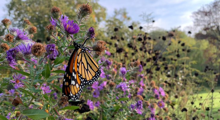 The Monarch Mystery: Exploring population declines and rebounds | The ... The Monarch Mystery: Exploring population declines and rebounds | The ...